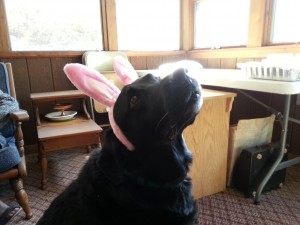 matrix | PAWS for People