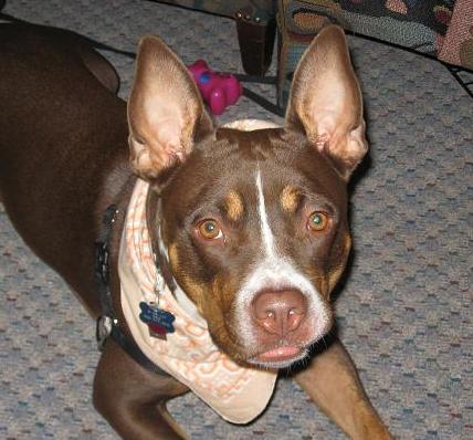 Coco Bella | PAWS for People