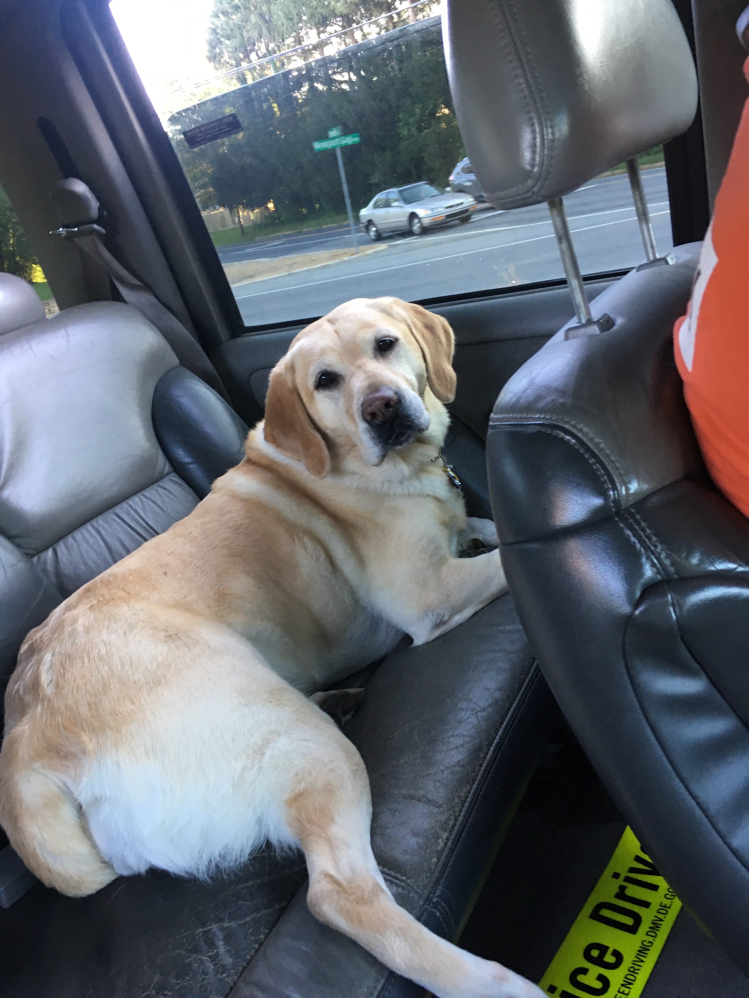 Sandy | PAWS for People