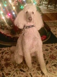 Chase Graff with Sandy Graff PAWS For Reading | PAWS for People